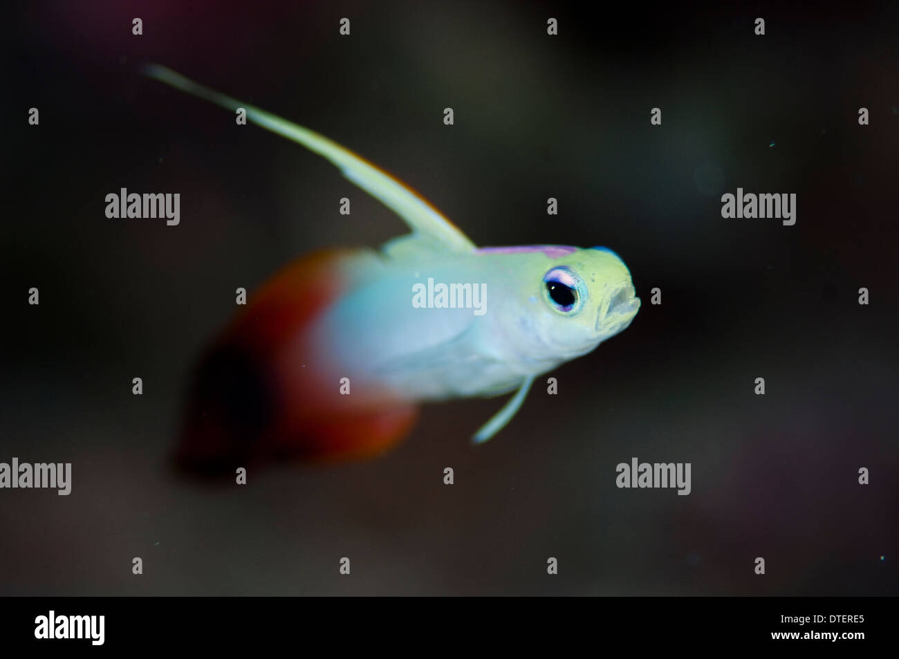 Fire Dartfish, Nemateleotris magnifica, profile, Kandooma, South Male ...