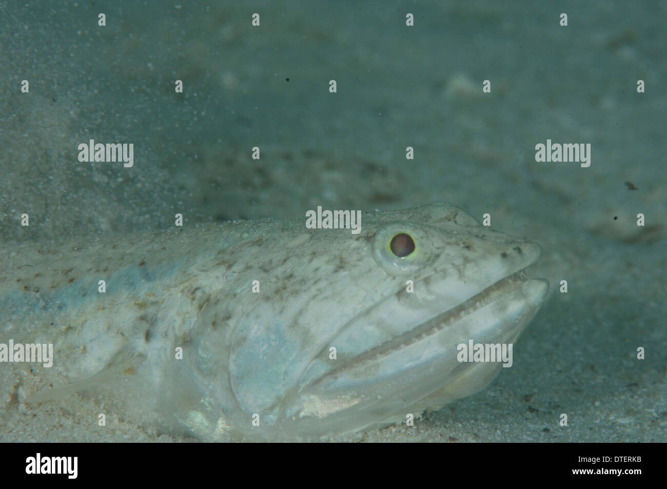 Clearfin Lizardfish, Synodus dermatogenys, partially buried in sand ...