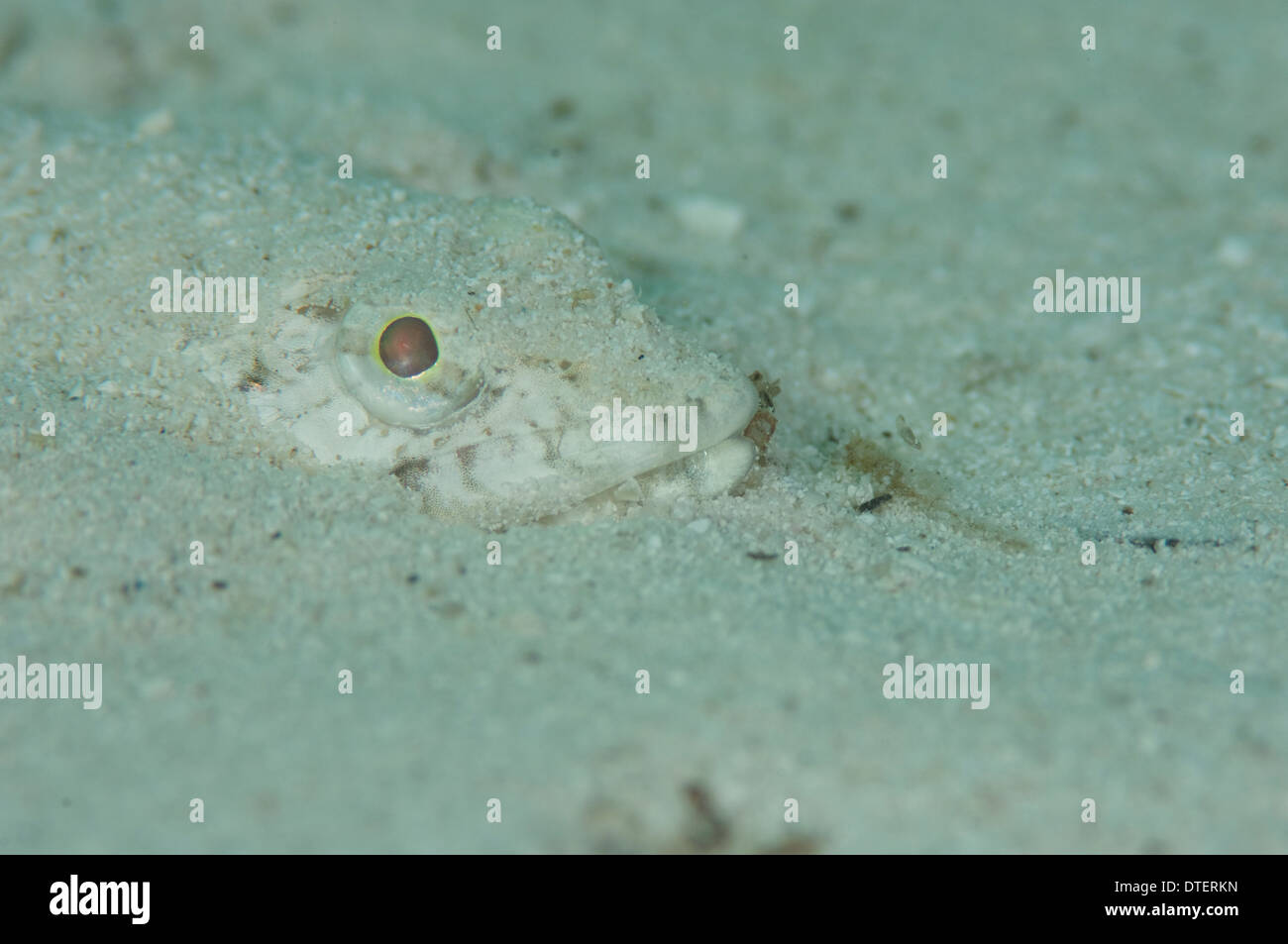 Clearfin Lizardfish, Synodus dermatogenys, partially buried in sand ...