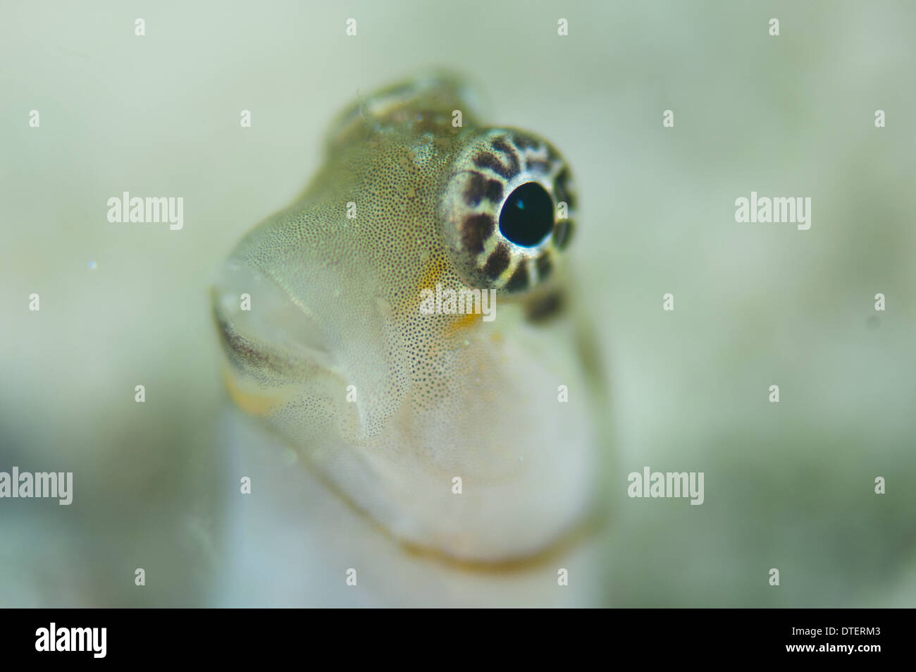 Little Combtooth Blenny, Ecsenius lineatus, portrait, Kandooma, South ...