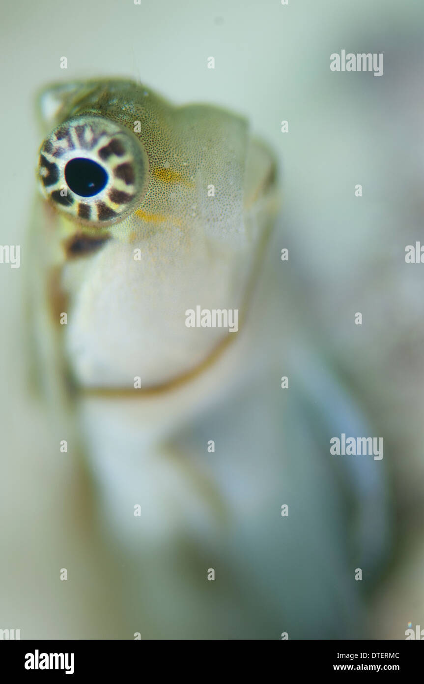 Little Combtooth Blenny, Ecsenius lineatus, portrait, Kandooma, South ...
