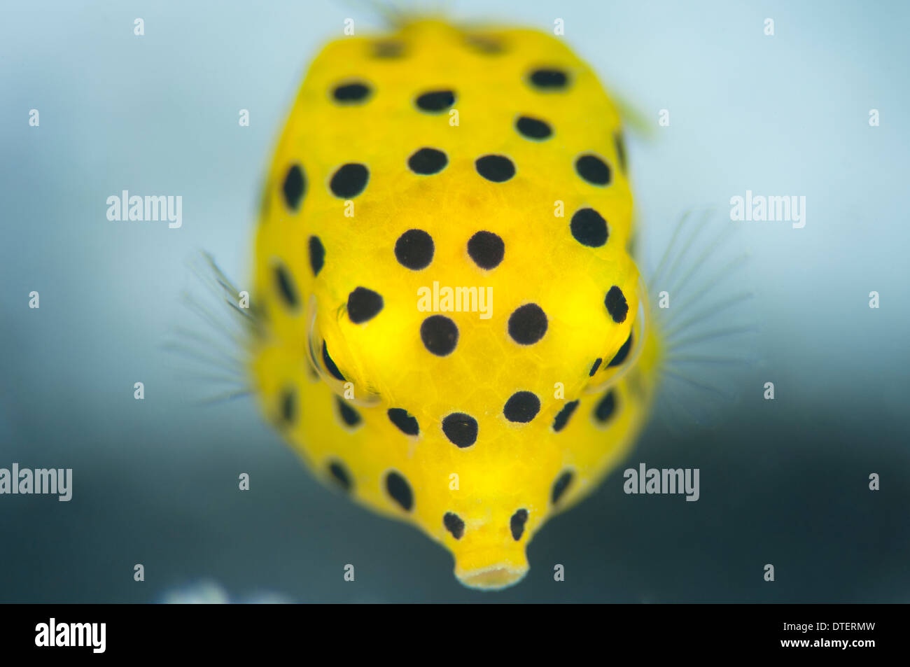 Juvenile trunkfish High Resolution Stock Photography and Images - Alamy