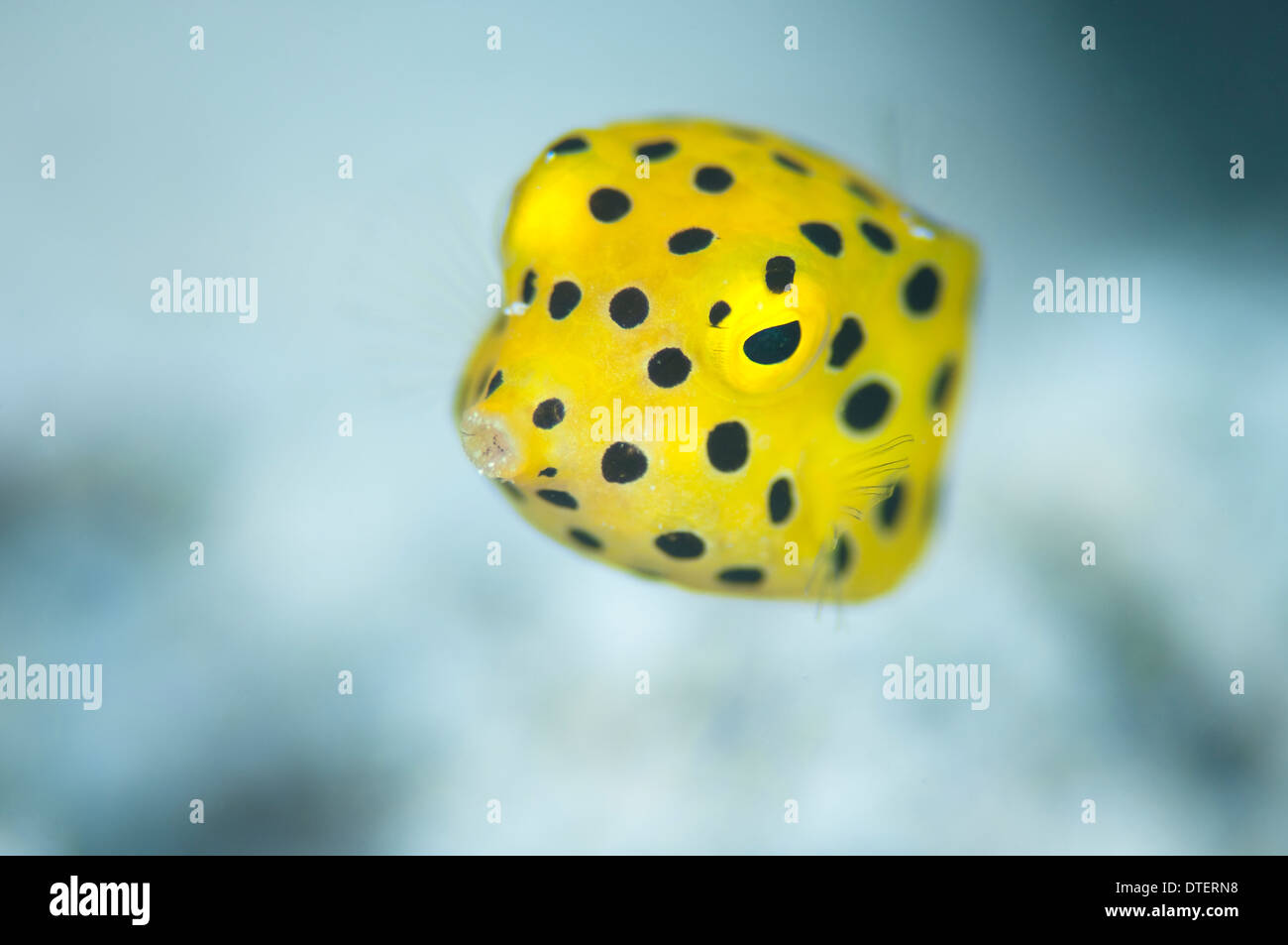 Juvenile Yellow Boxfish, Ostracion cubicus, Kandooma, portrait, South ...