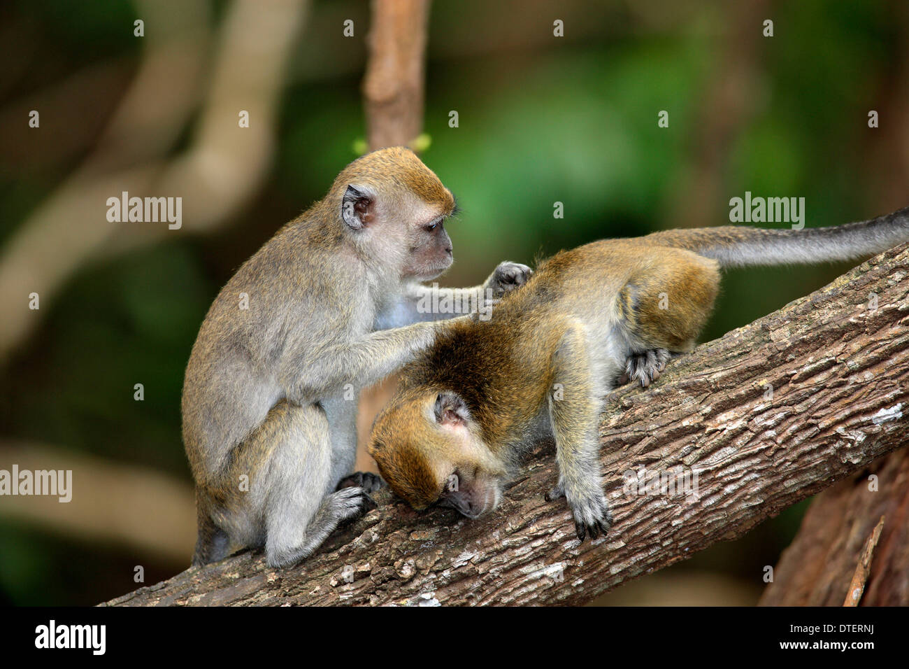 Long tailed macaque primates grooming hi-res stock photography and ...