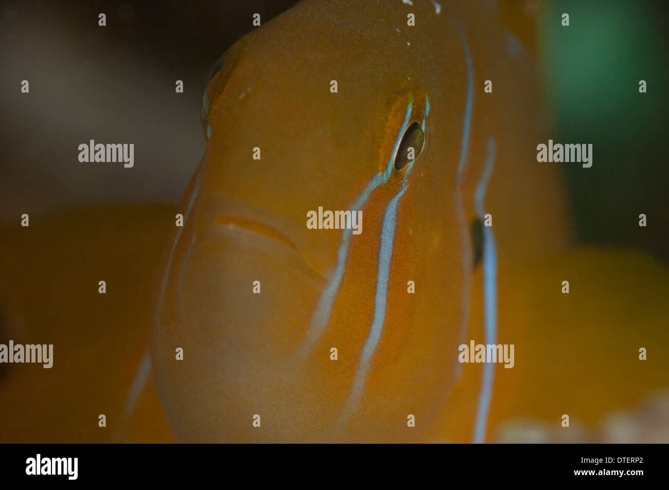 Male maldives citron hi-res stock photography and images - Alamy