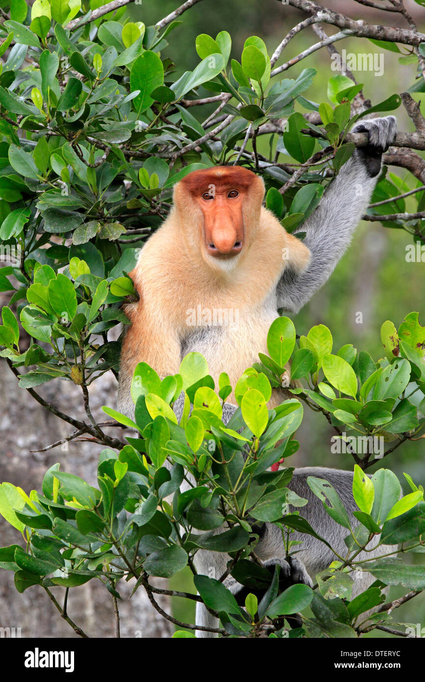 Proboscis Monkey, male, Labuk Bay, Sabah, Borneo, Malaysia / (Nasalis ...