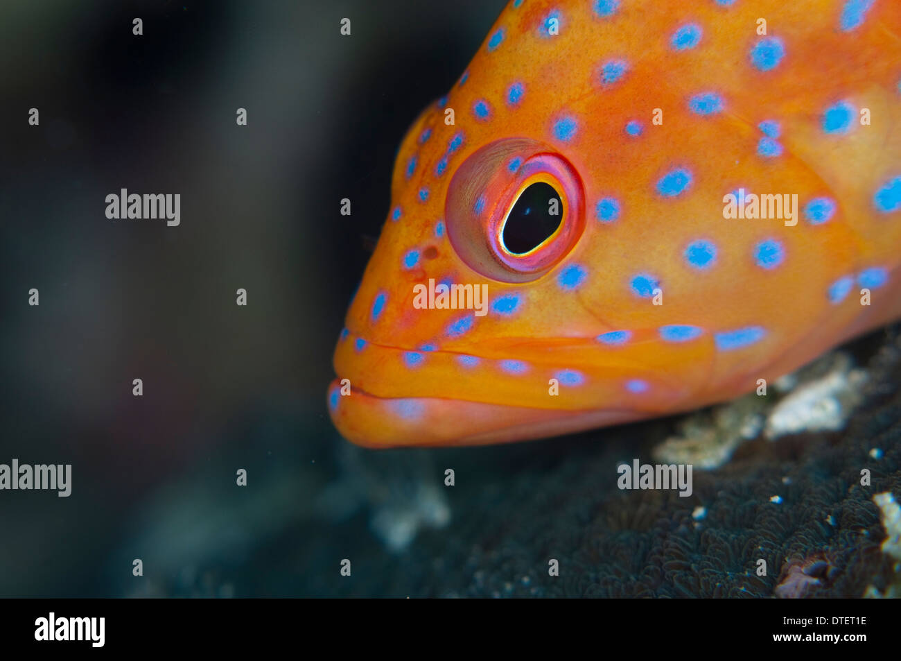 Coral Grouper, Cephalopholis miniata, portrait, South Malé Atoll, The ...