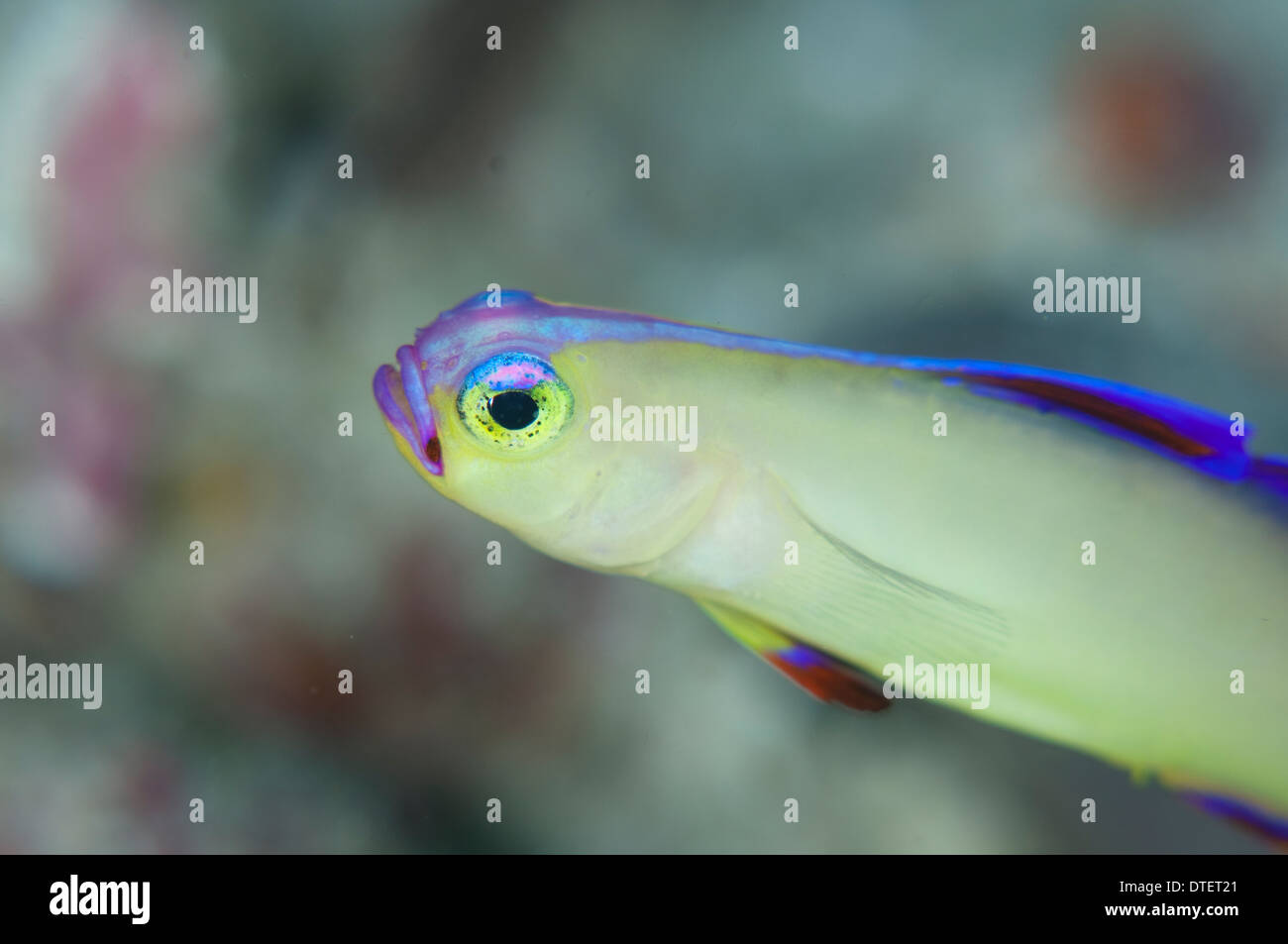 Purple Fire-goby, Nemateleotris decora, profile, South Malé Atoll, The ...