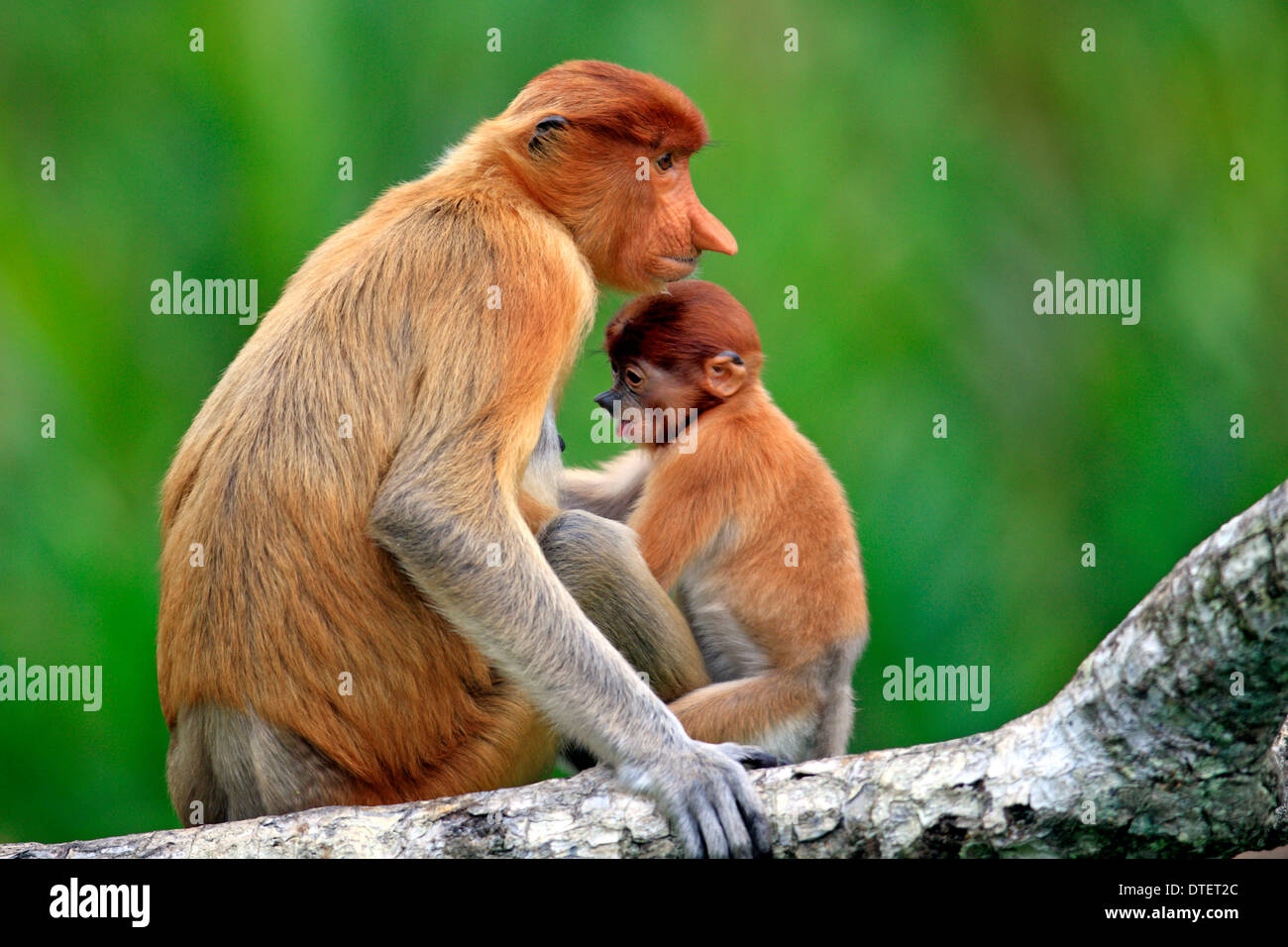 Proboscis Monkeys, female with young, Labuk Bay, Sabah, Borneo ...