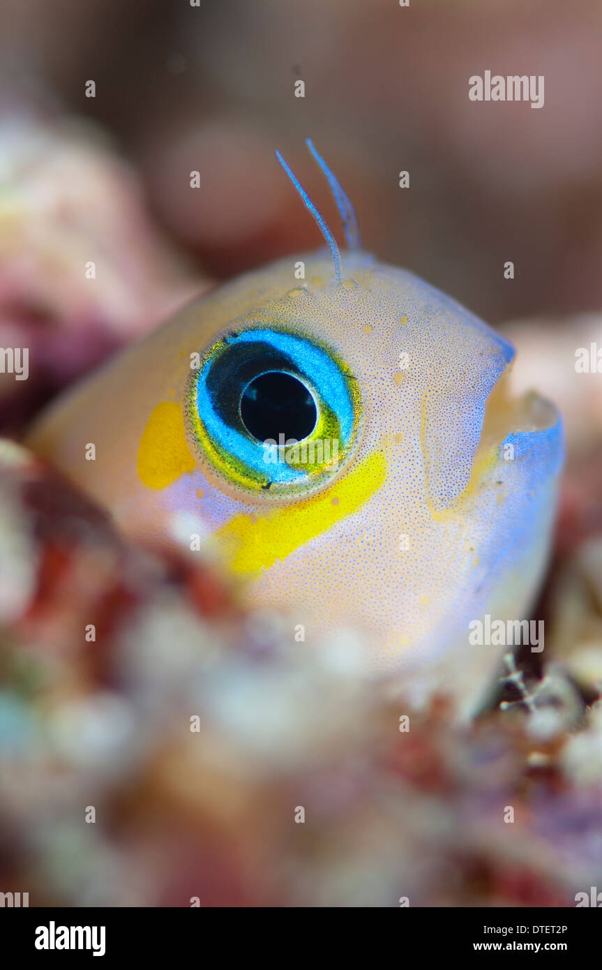 Midas Blenny, Ecsenius midas, peeking out of hole, portrait, side view ...