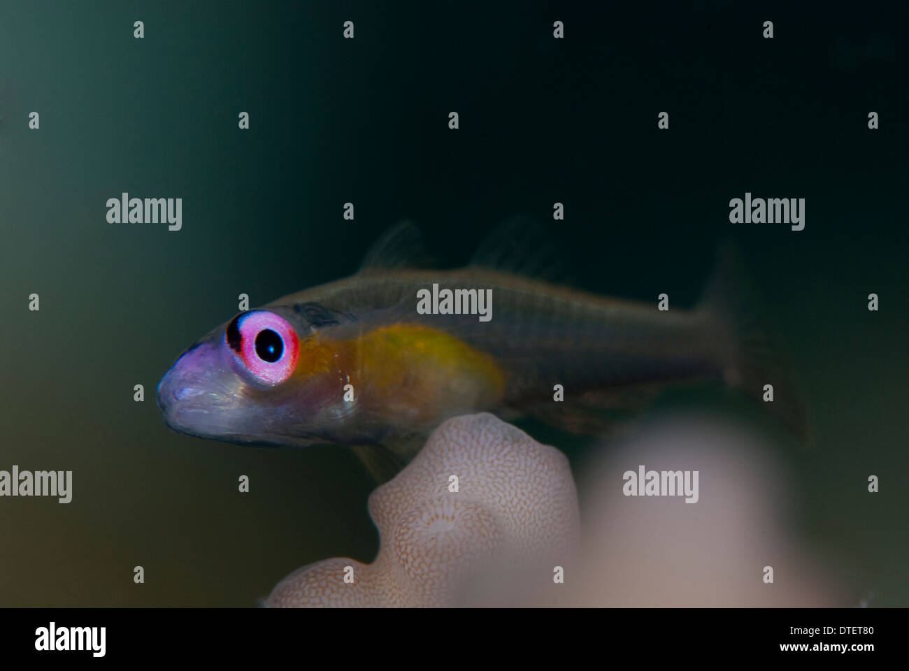 Pinkeye hi-res stock photography and images - Alamy