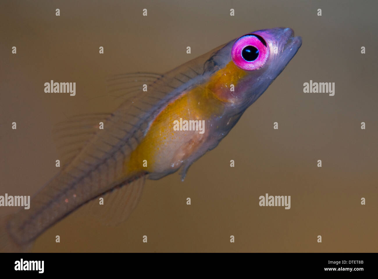 A Pinkeye Goby, Bryaninops natans, hovering, profile, Kandooma, South ...