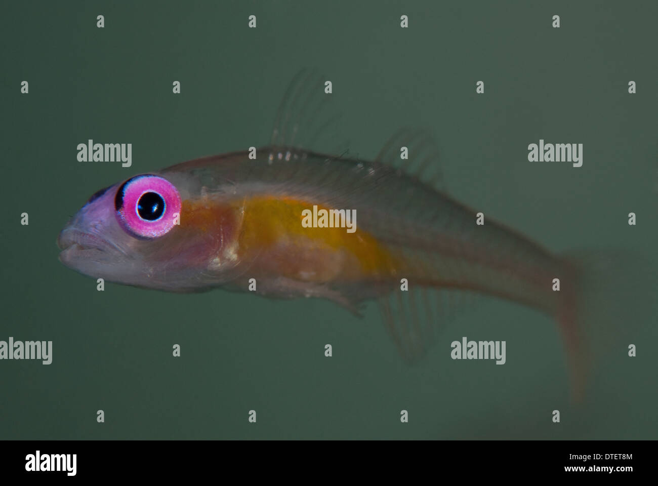 Pink and purple fish hi-res stock photography and images - Alamy