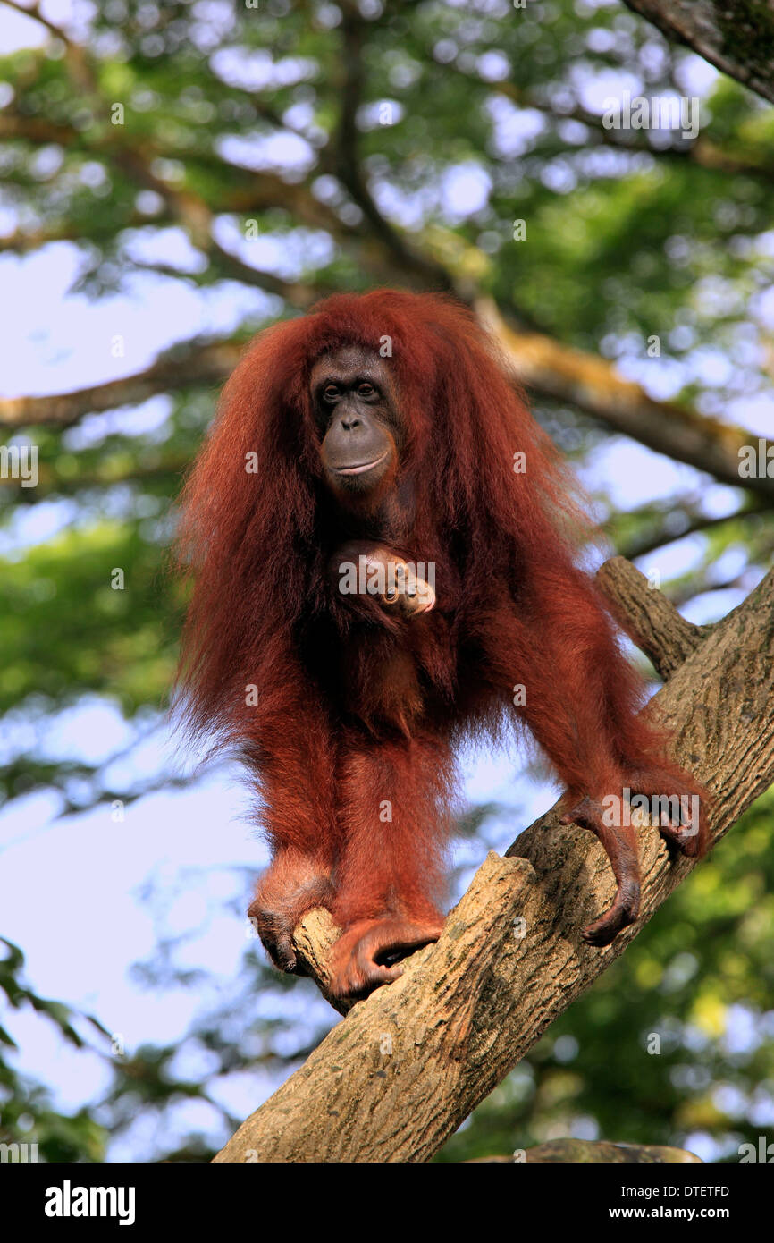 Orang-utan, female with young / (Pongo pygmaeus Stock Photo - Alamy