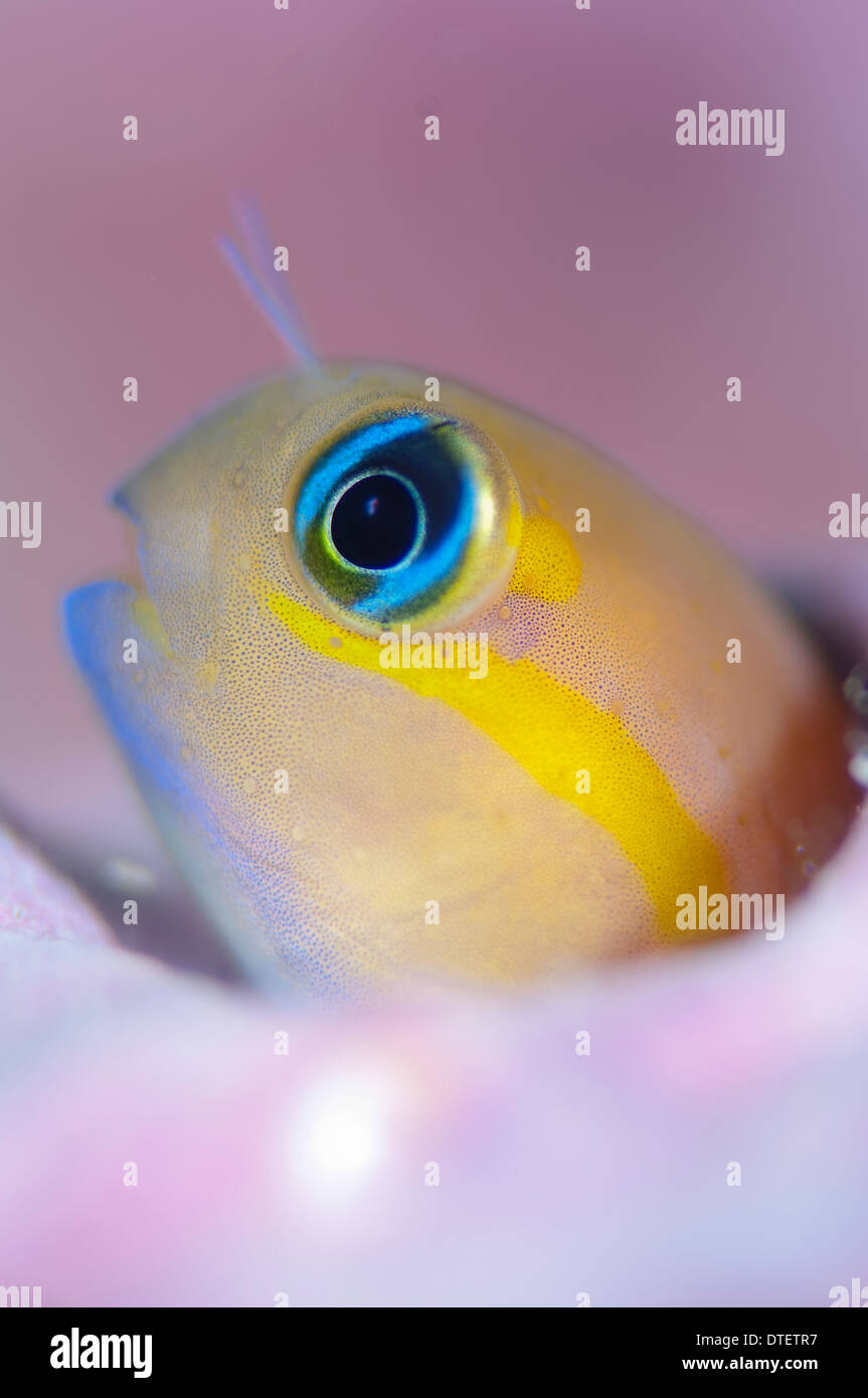 Ecsenius midas hi-res stock photography and images - Alamy