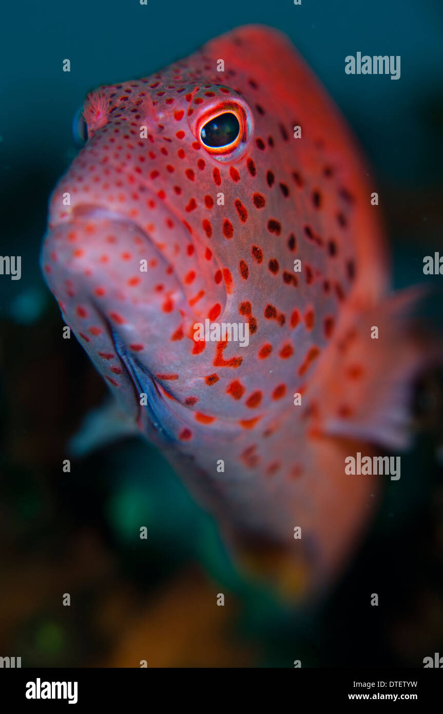Freckled Hawkfish, Paracirrhites forsteri, portrait, South Malé Atoll ...
