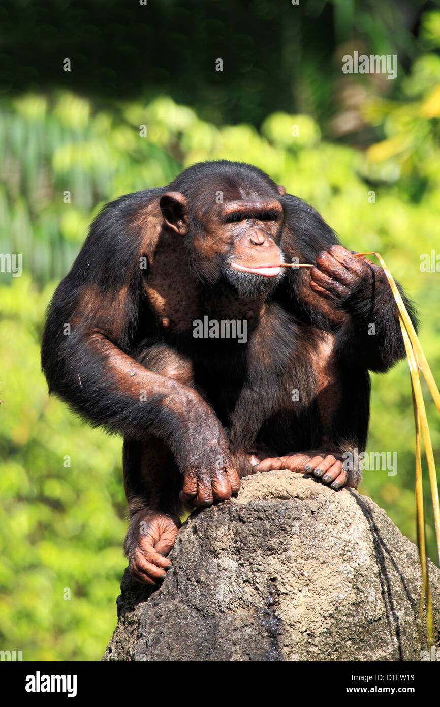 Chimpanzee upright hi-res stock photography and images - Alamy