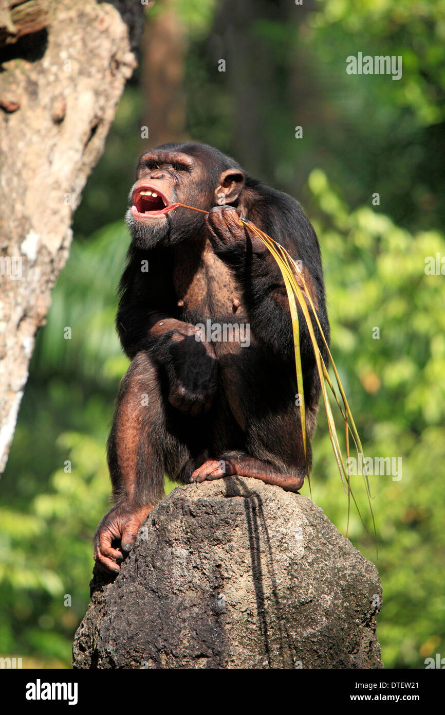 Mature chimpanzee hi-res stock photography and images - Alamy