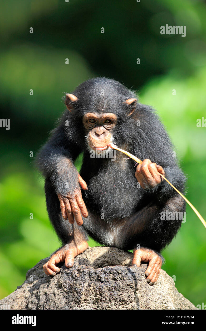 Chimpanzee, young / (Pan troglodytes) / Chimpy Stock Photo - Alamy