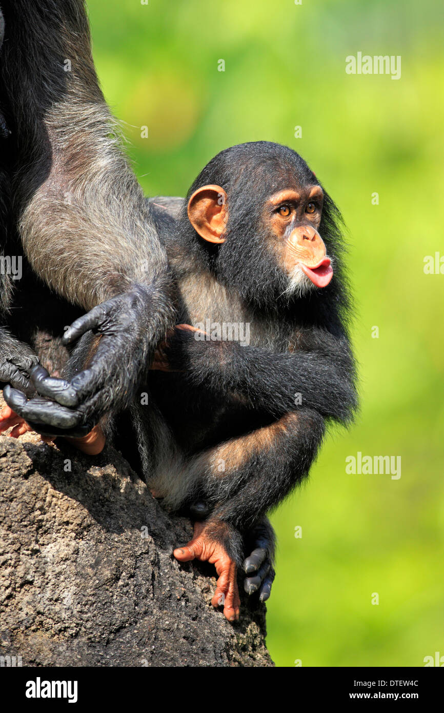 Chimpanzee, young / (Pan troglodytes) / Chimpy Stock Photo - Alamy