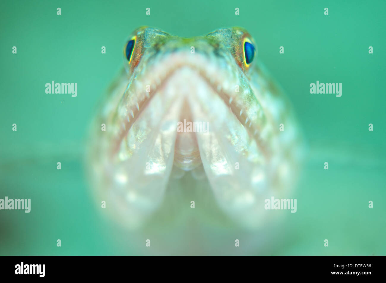 Clearfin Lizardfish, Synodus dermatogenys, portrait, front view, South ...