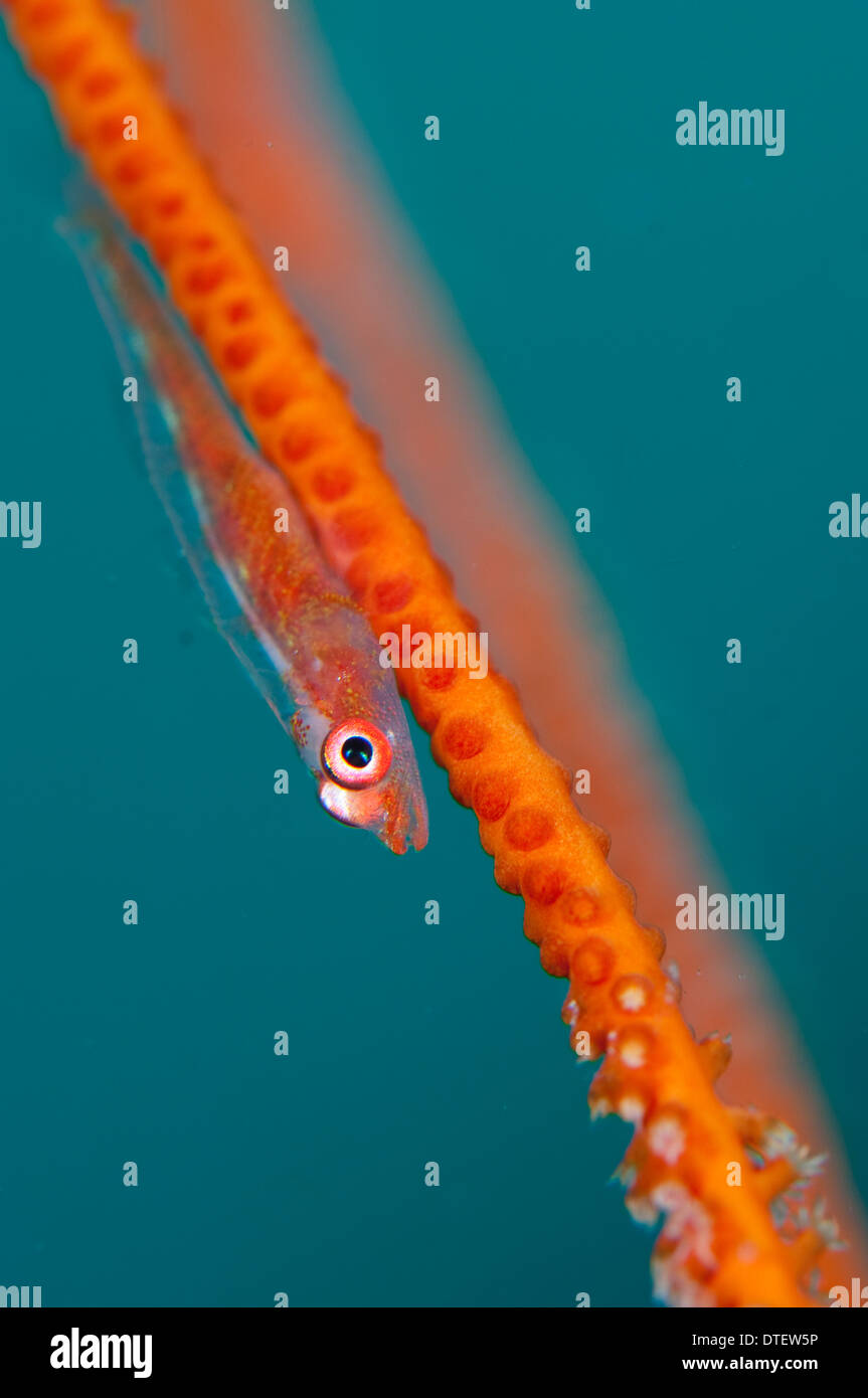 Junceella sp hi-res stock photography and images - Alamy