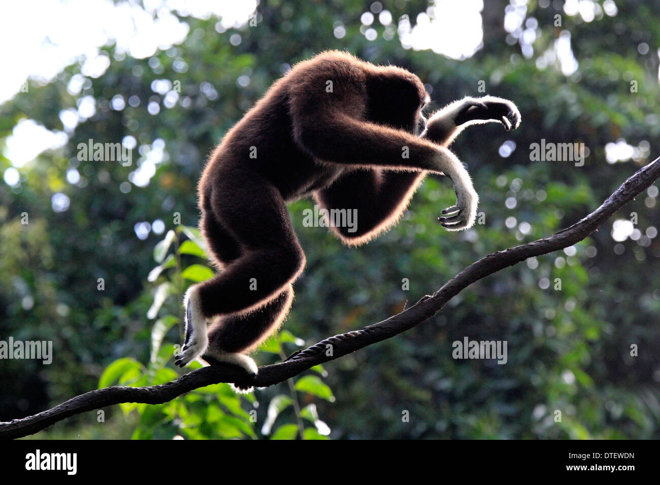 White-handed Gibbon / (Hylobates lar) / side Stock Photo - Alamy
