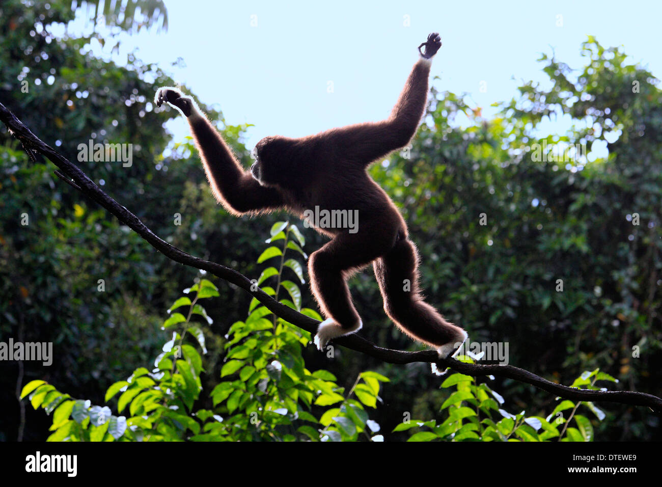 White-handed Gibbon / (Hylobates lar) / side Stock Photo - Alamy