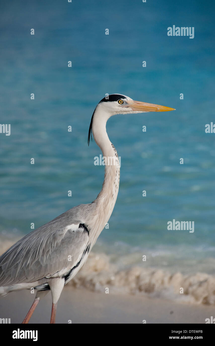 Maldives Wildlife Birds
