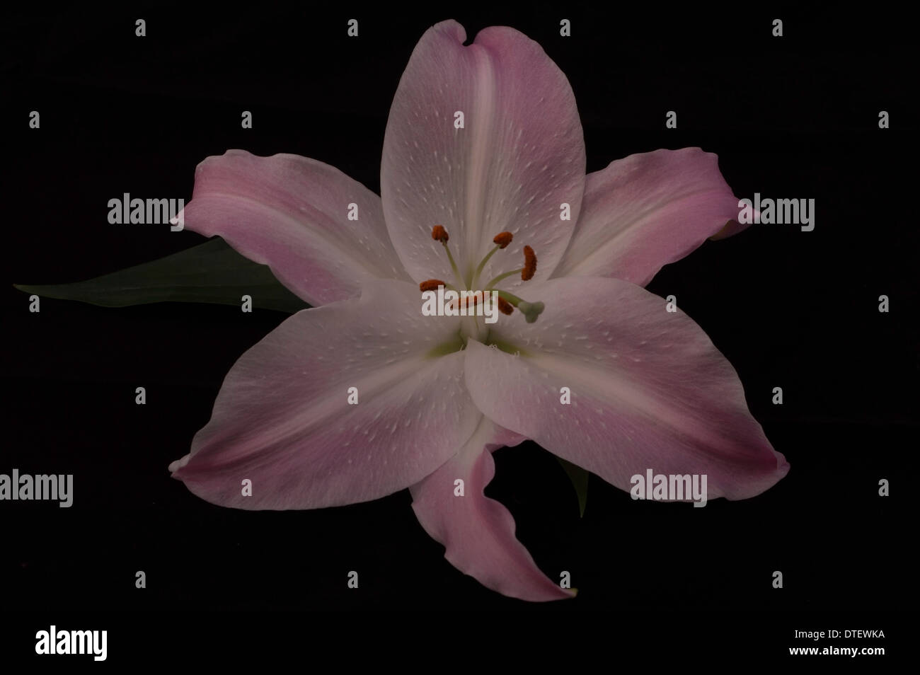 STAR GAZER LILY Stock Photo - Alamy STAR GAZER LILY Stock Photo - Alamy