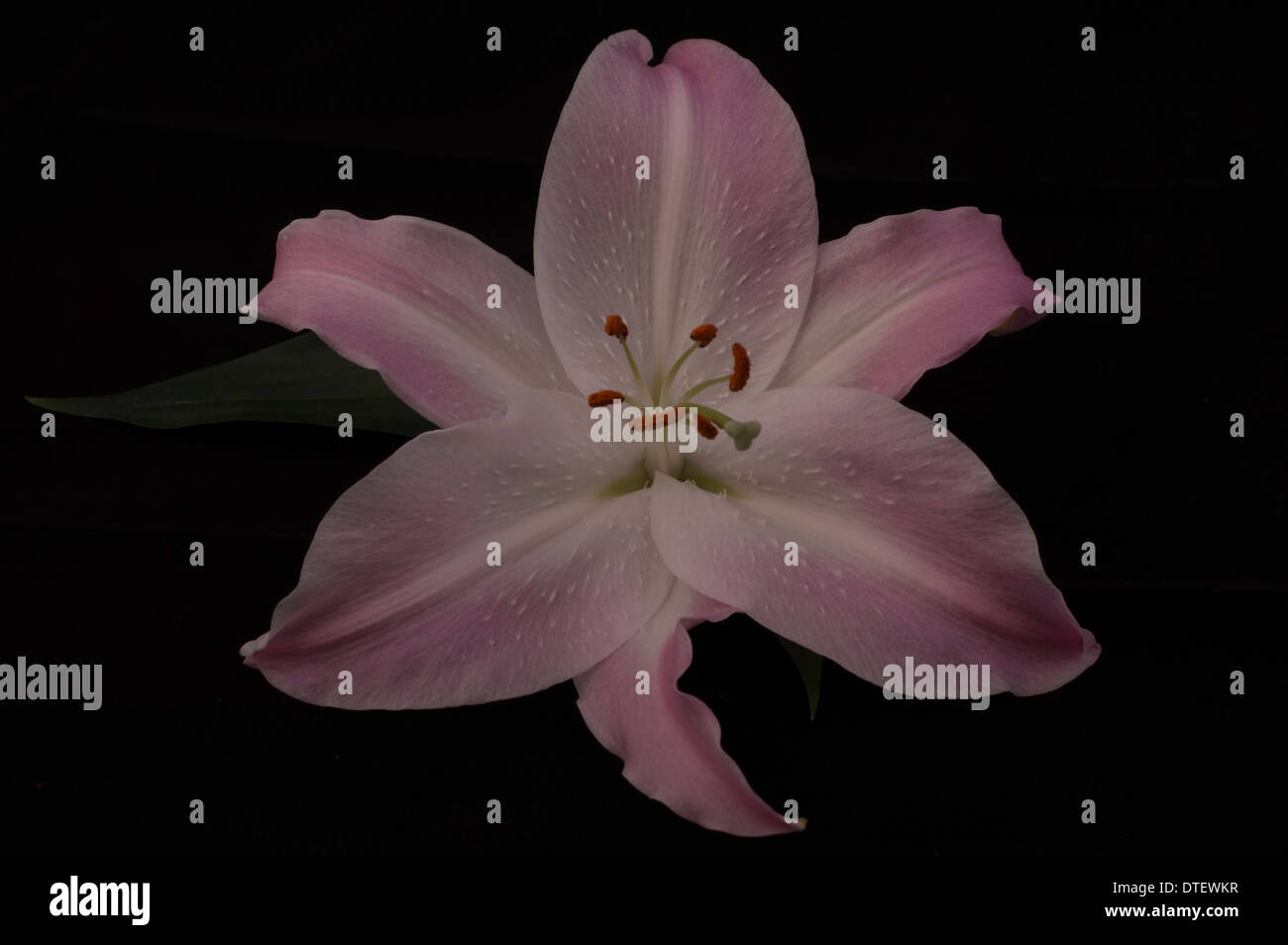 Lily star hi-res stock photography and images - Alamy