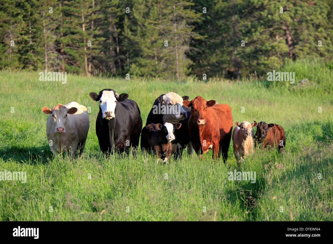 Beefaloes, Montana, USA / (Bos taurus x Bison bison Stock Photo - Alamy