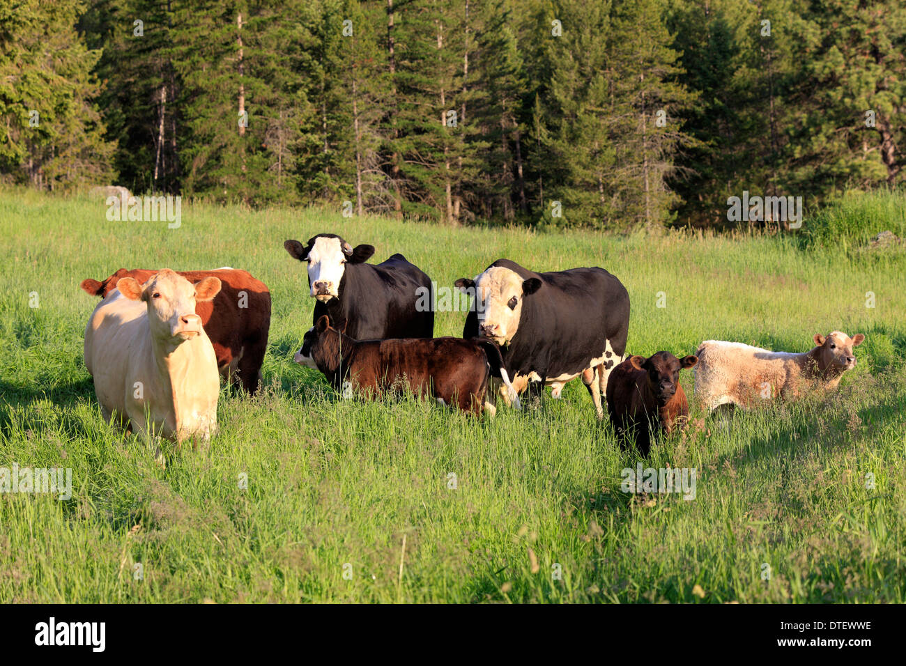 Beefaloes, Montana, USA / (Bos taurus x Bison bison Stock Photo - Alamy