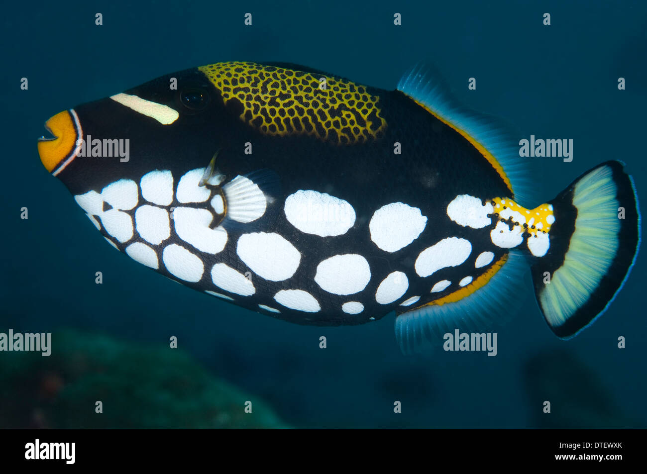 Clown Triggerfish, Balistoides conspicillum, The Maldives Stock Photo ...