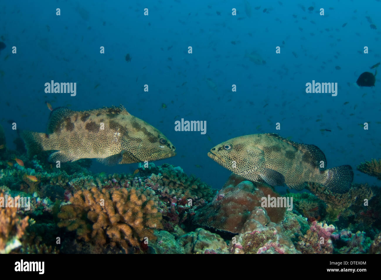 Pair of Camouflage Grouper, Epinephelus polyphekadion, The Maldives ...