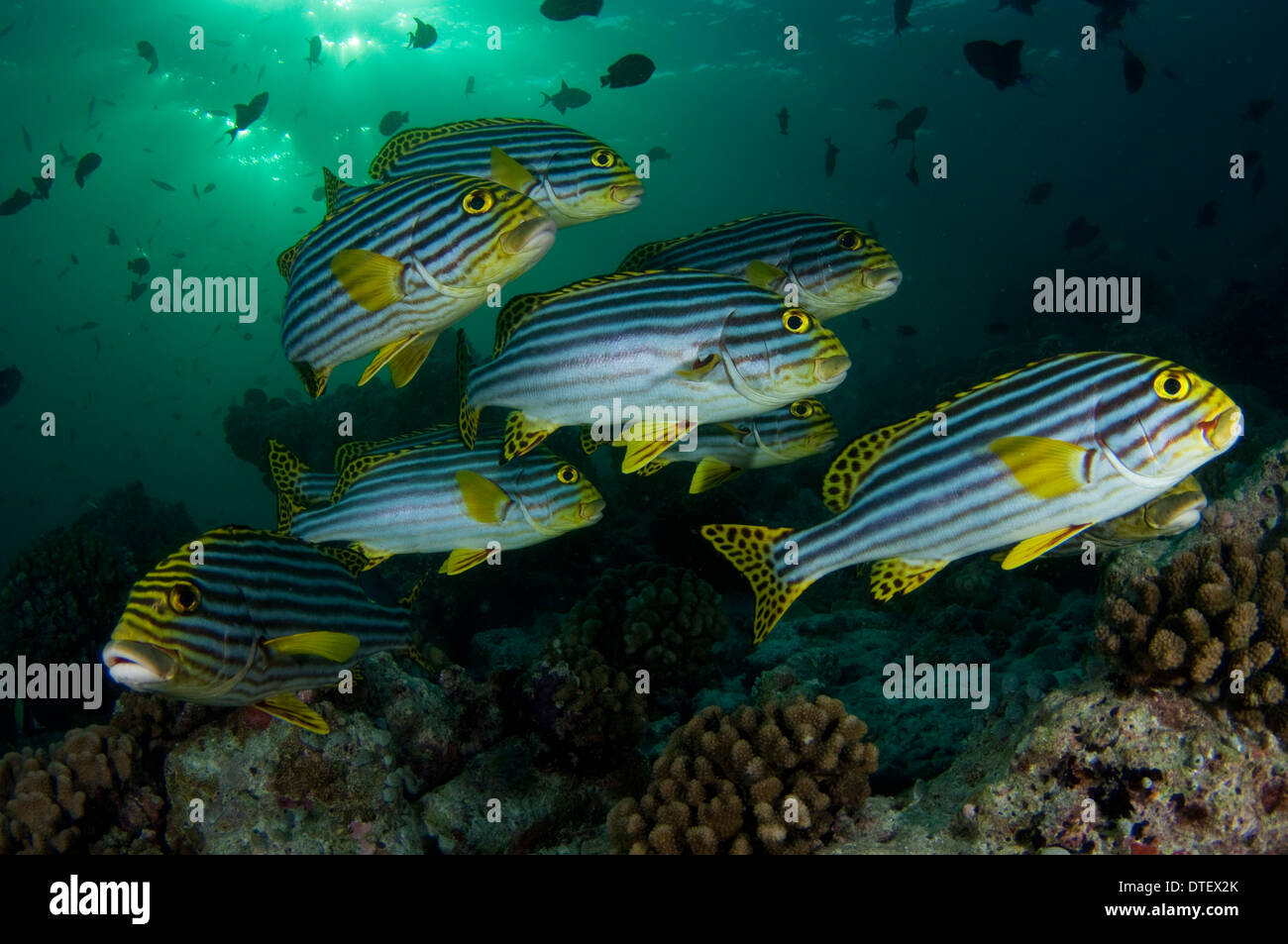 Dark green triggerfish hi-res stock photography and images - Alamy