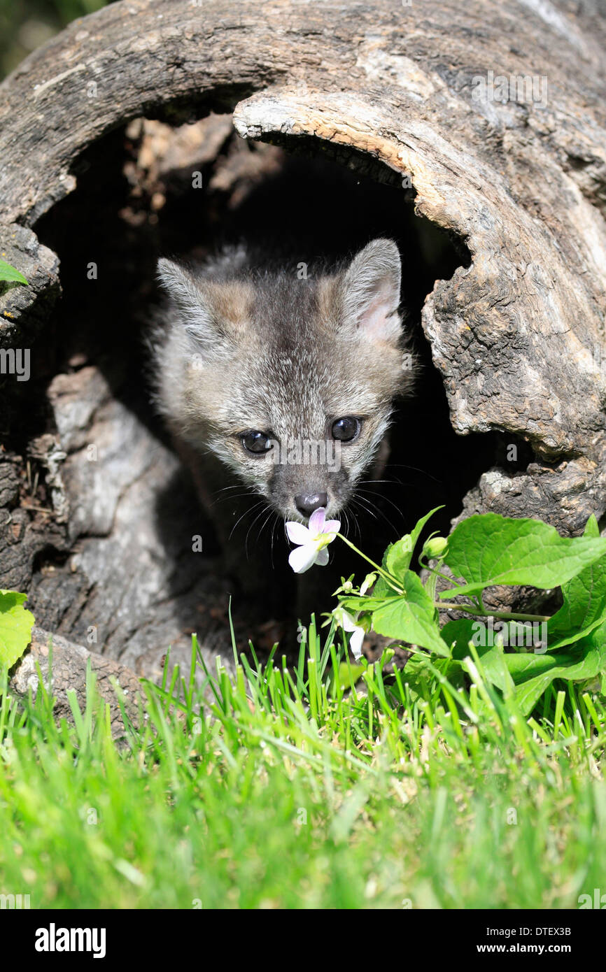 Grey Fox, cub, 9 weeks, at den / (Urocyon cinereoargenteus Stock Photo ...