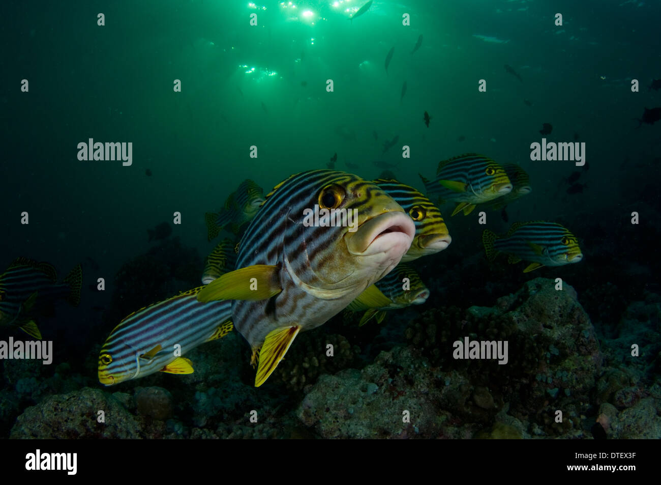 Pout fish hi-res stock photography and images - Alamy