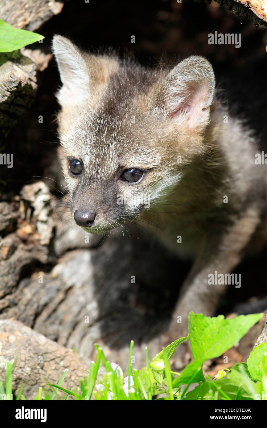 Grey fox cub hi-res stock photography and images - Alamy