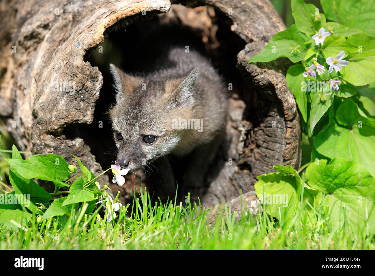 Grey fox cub weeks den hi-res stock photography and images - Alamy