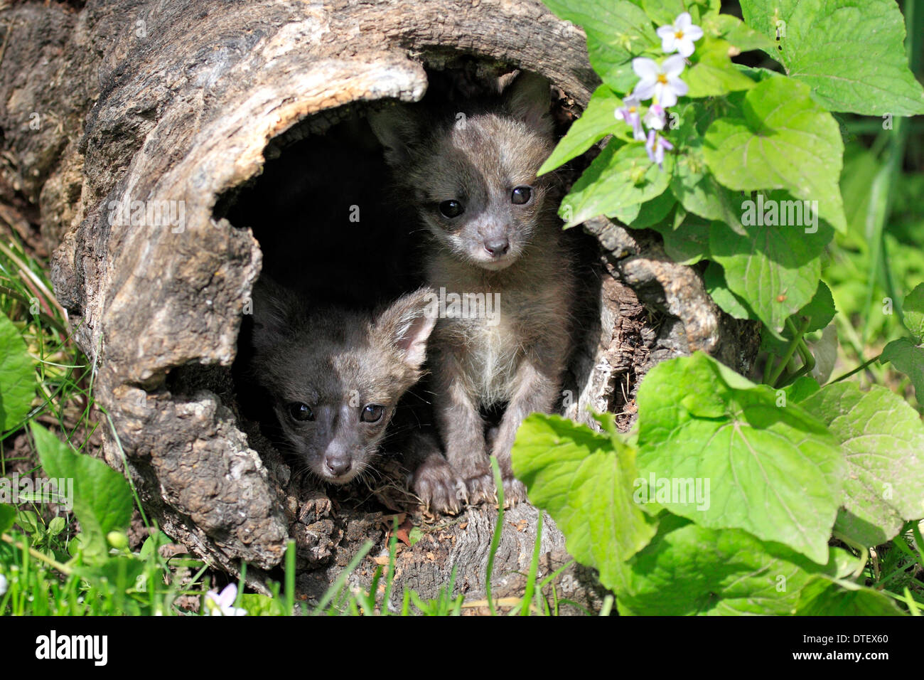 Grey Foxes, cubs, 9 weeks, at den / (Urocyon cinereoargenteus Stock ...