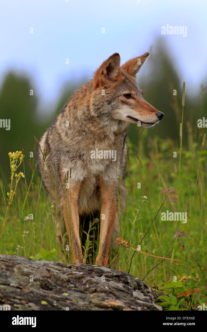 Adult coyote hi-res stock photography and images - Alamy