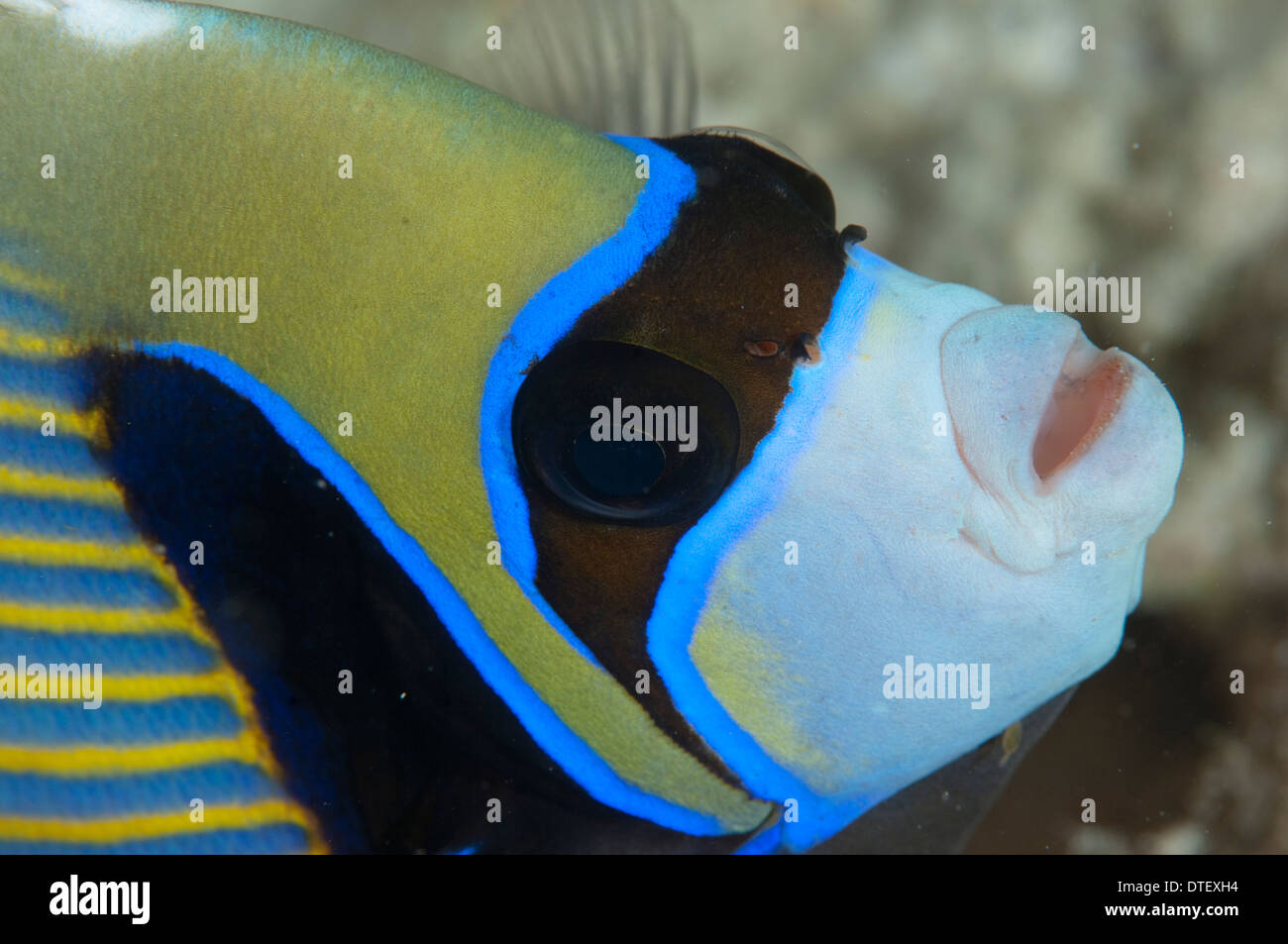 Yellow and blue angel fish hi-res stock photography and images - Alamy