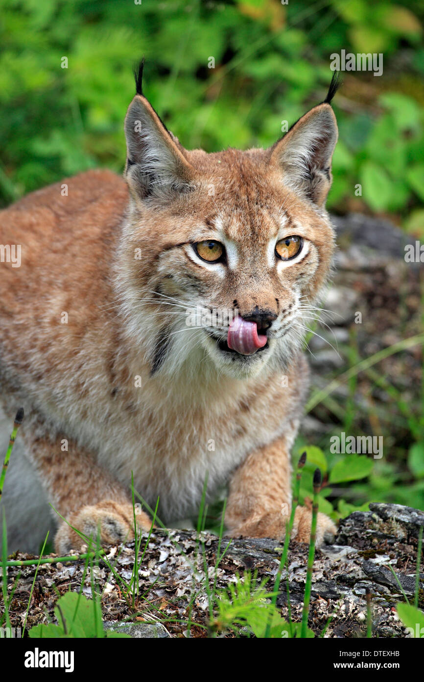European Lynx, female / (Lynx lynx, Felis lynx Stock Photo - Alamy