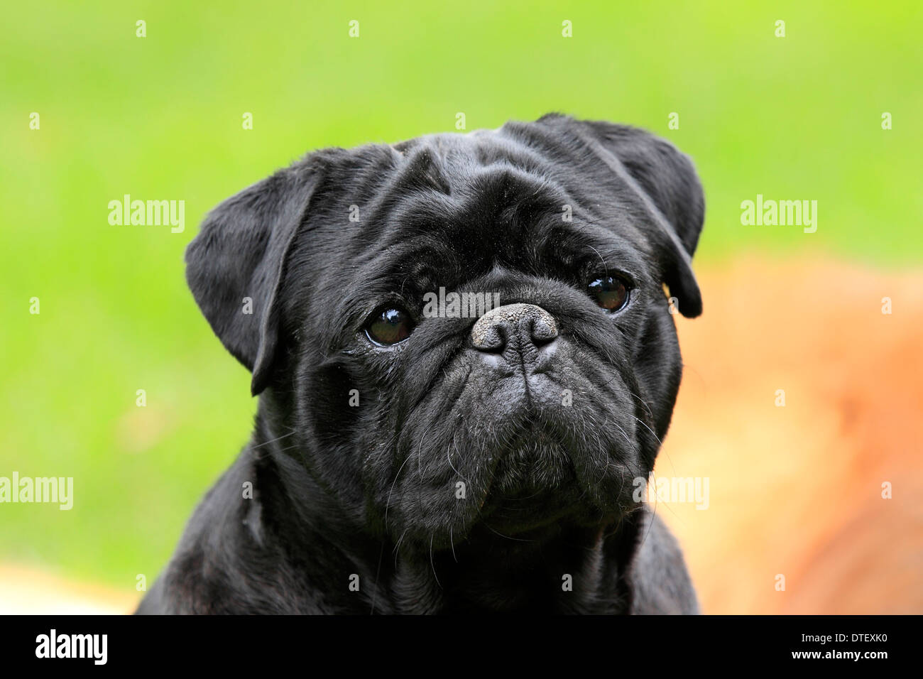 Pug head hi-res stock photography and images - Alamy