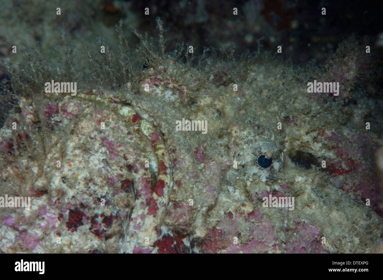 Reef Stonefish, Synanceia verrucosa, The Maldives Stock Photo - Alamy