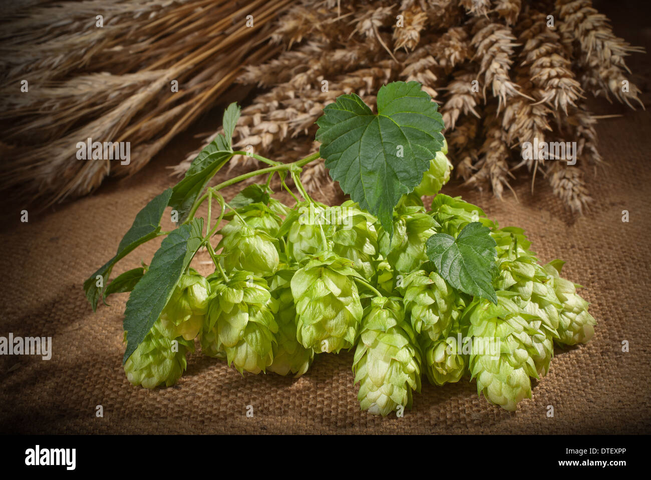 still life with raw material for beer production Stock Photo - Alamy