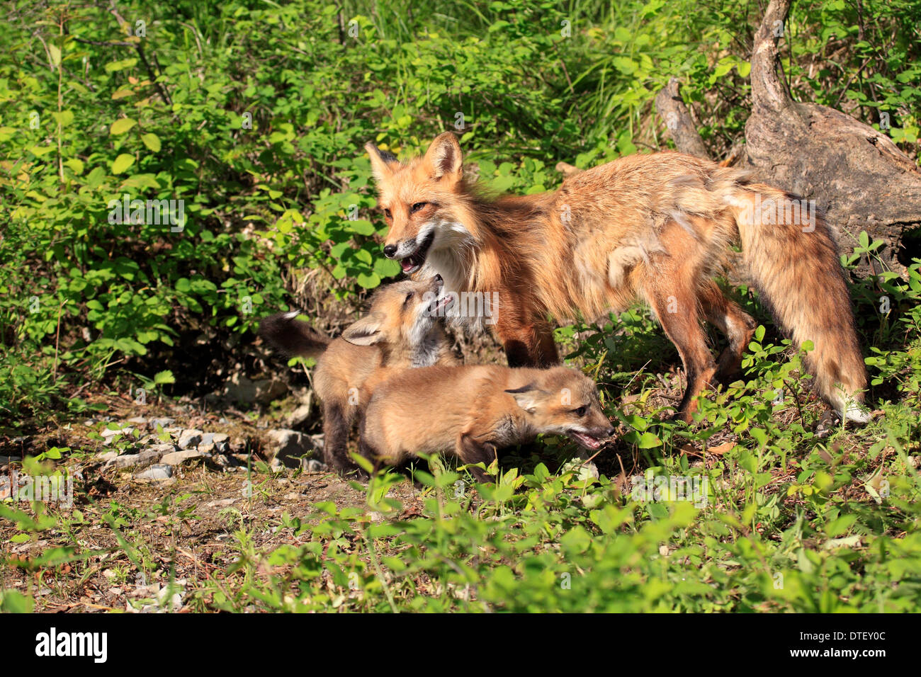 Red foxes family hi-res stock photography and images - Alamy