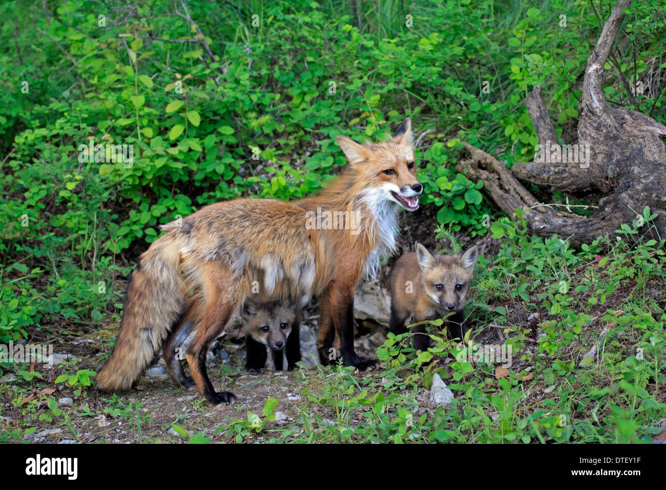 Red fox family hi-res stock photography and images - Alamy