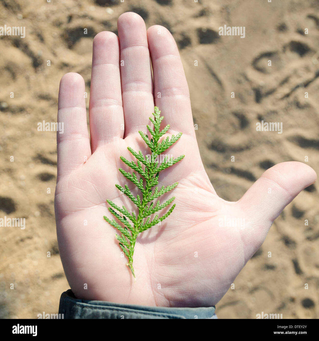 Open leaf hi-res stock photography and images - Alamy